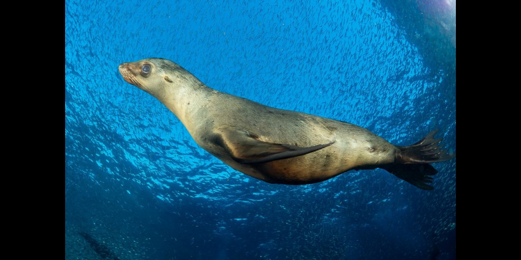 Beachgoers Learn You Don't Mess With An Angry Sea Lion in Wild Video ...