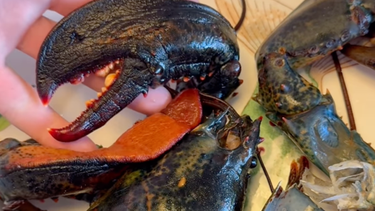 Diver Catches 'Soft Shell' Lobster: ‘It’s as soft as raw chicken ...
