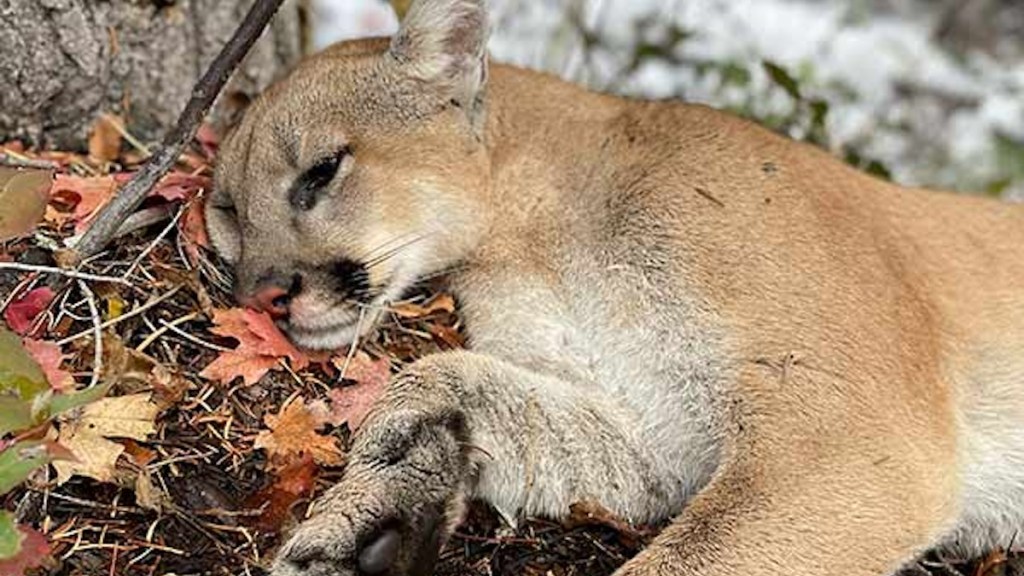 Utah officials decline to change cougar hunting rules