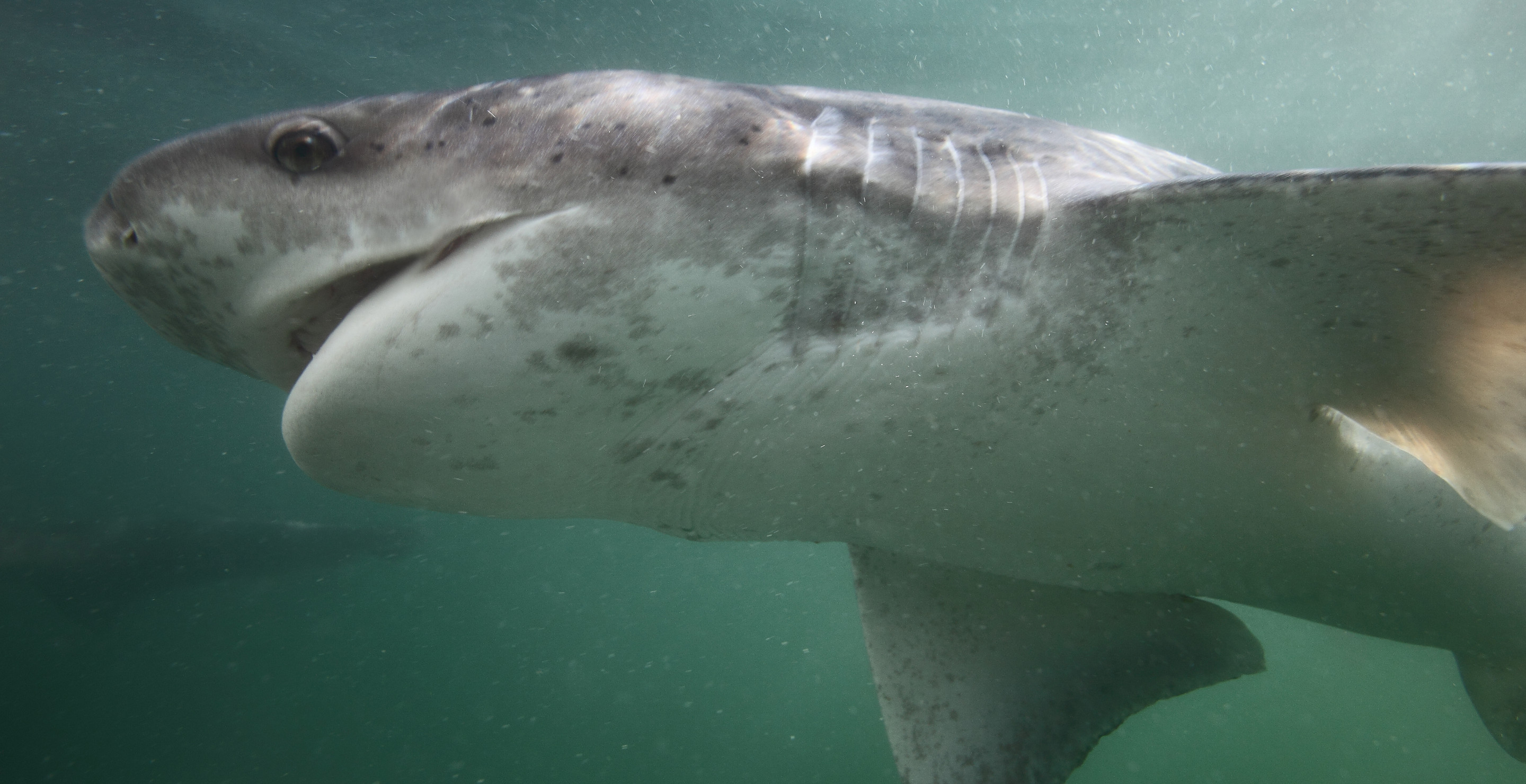 Big Sharks Are Now Invading A Washington Sound Where They've Rarely ...