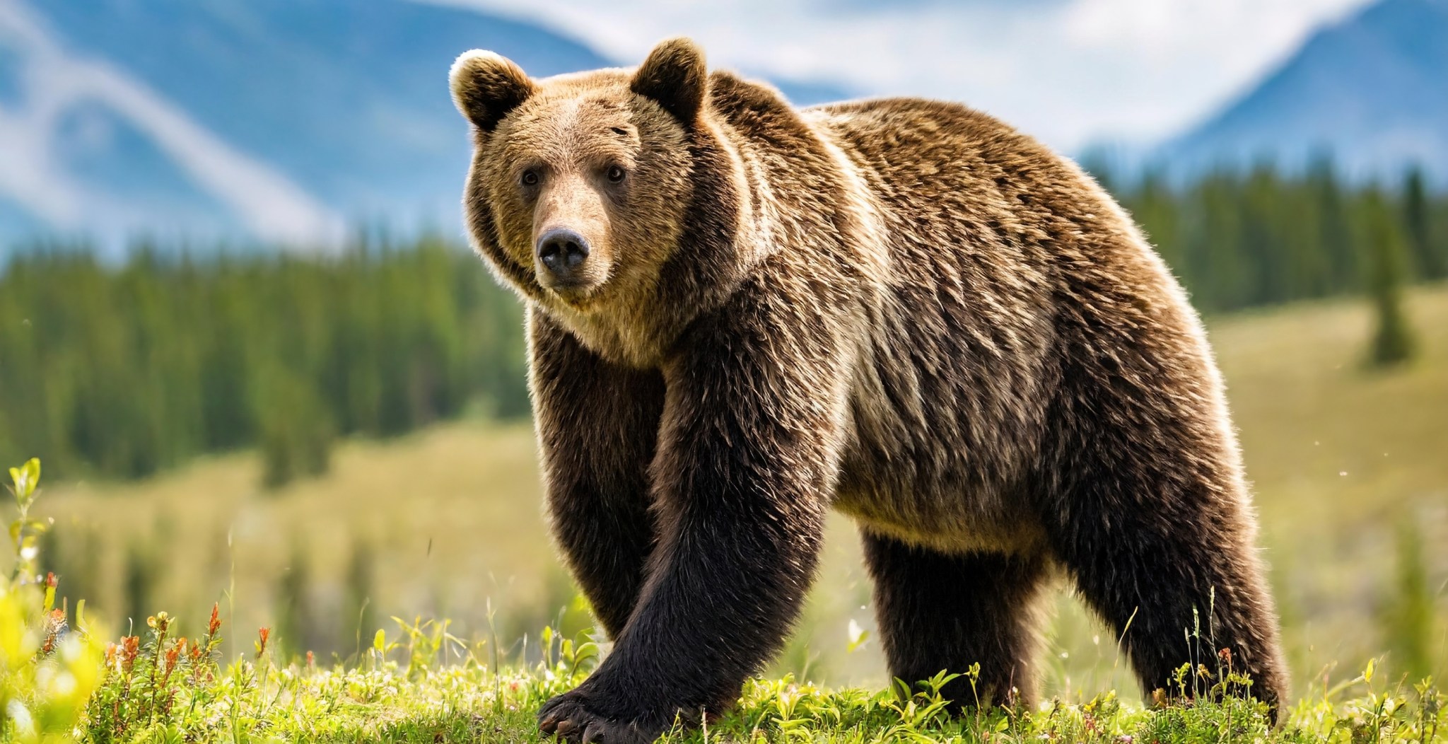 Bear Attacked And Mauled Teen So Bad That It Overturned A National Ban ...