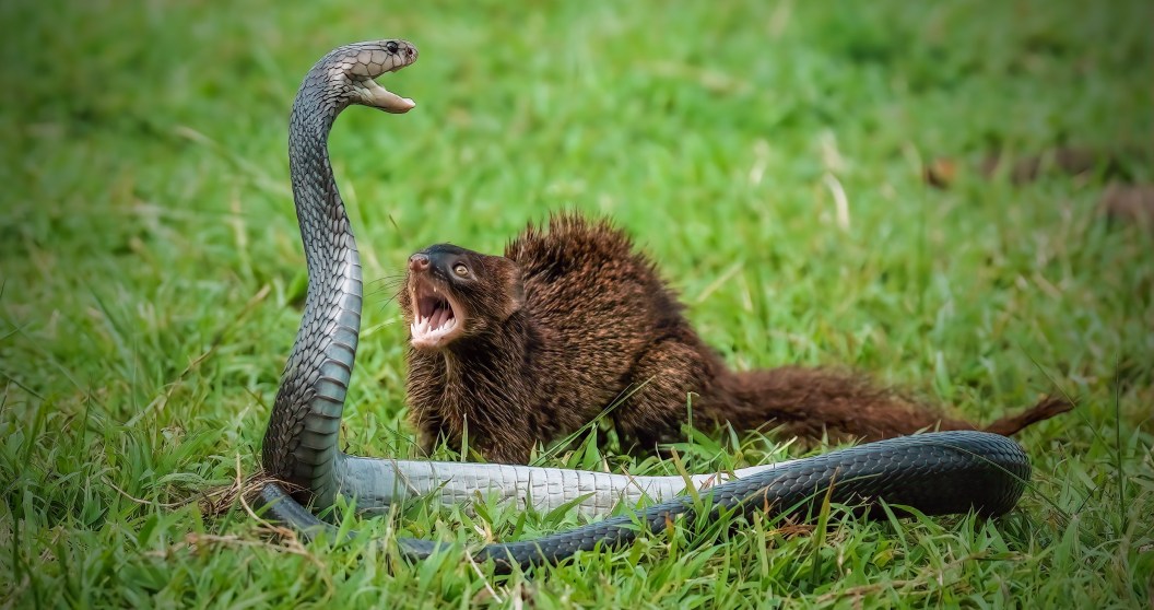 Flight Delayed Due To Mongoose And Cobra Having Epic Fight On Tarmac ...