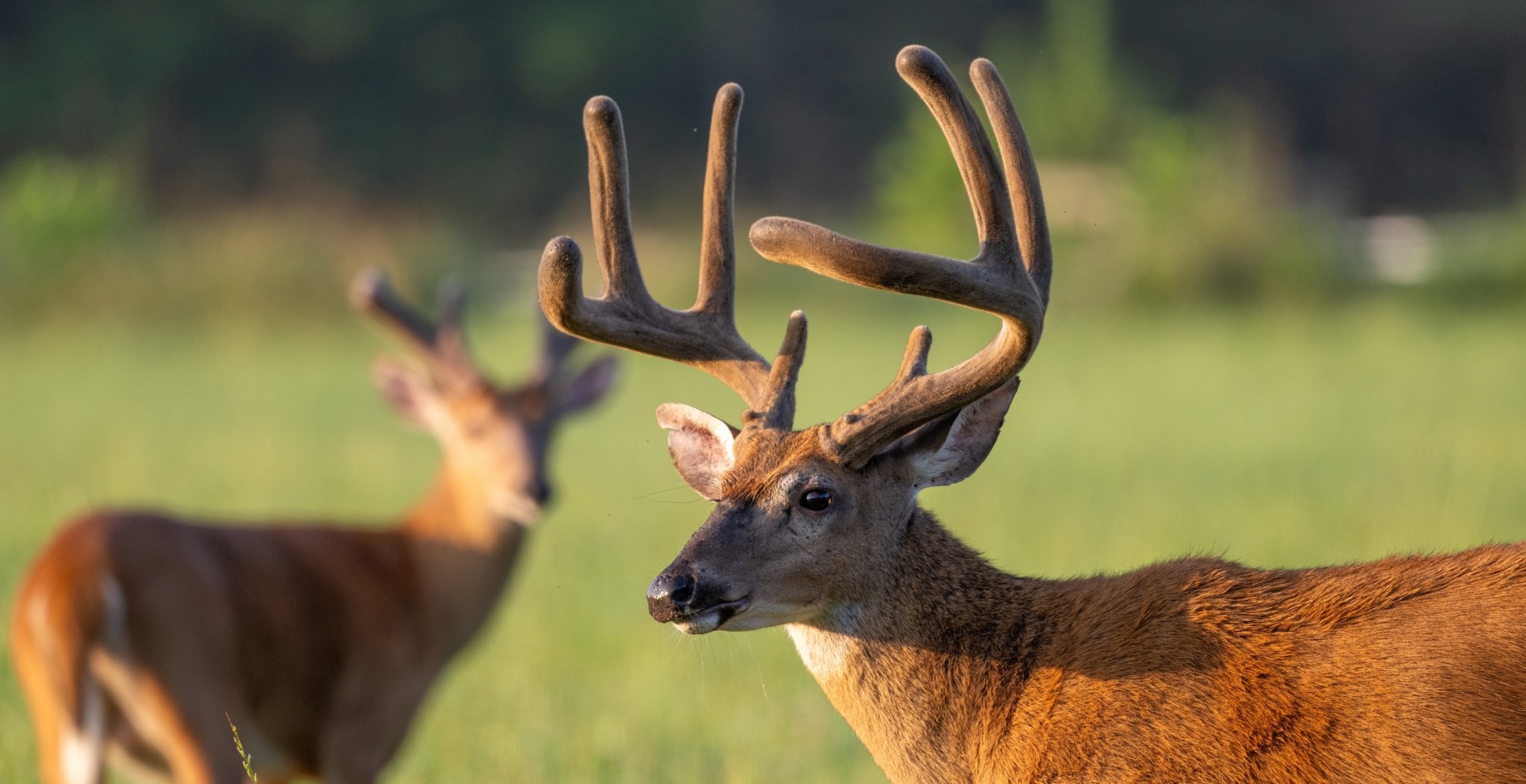 Heavy Deer Giving You Trouble? I Have An Easy Way For Dragging That ...