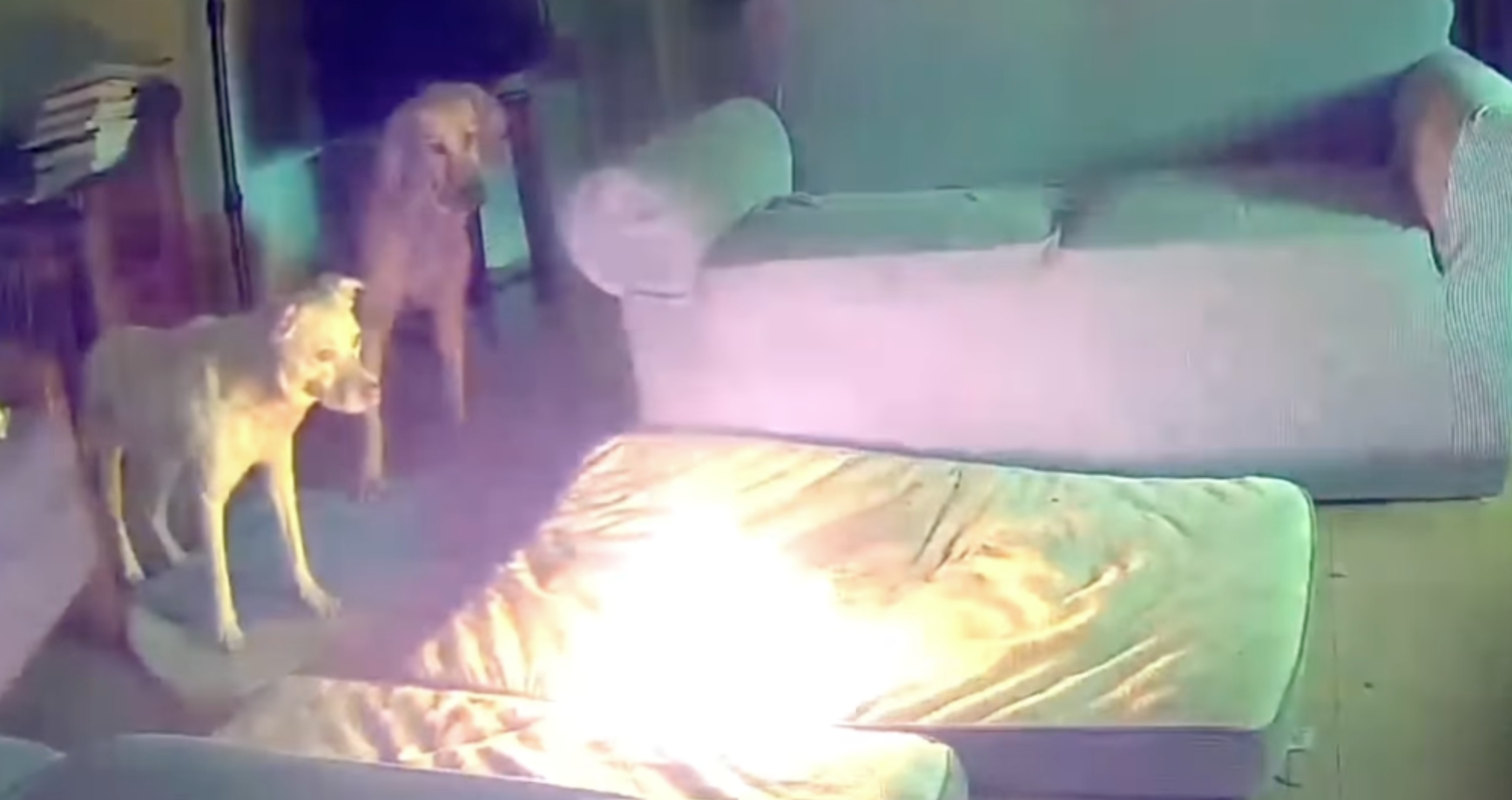 Dog Accidentally Sparks House Fire After Chewing On Phone Battery ...