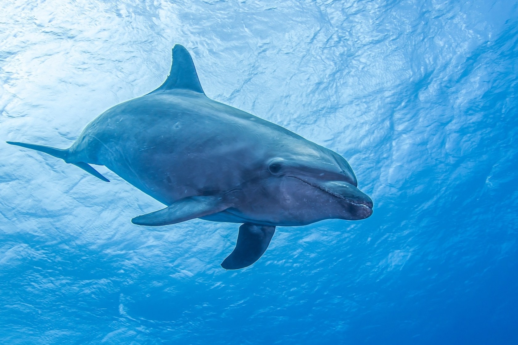 15 Of The Smartest Animals In The World - Wide Open Spaces