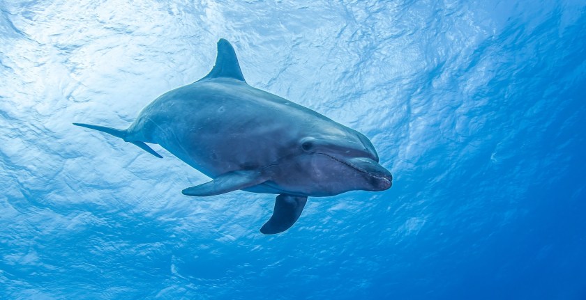 15 Of The Smartest Animals In The World - Wide Open Spaces