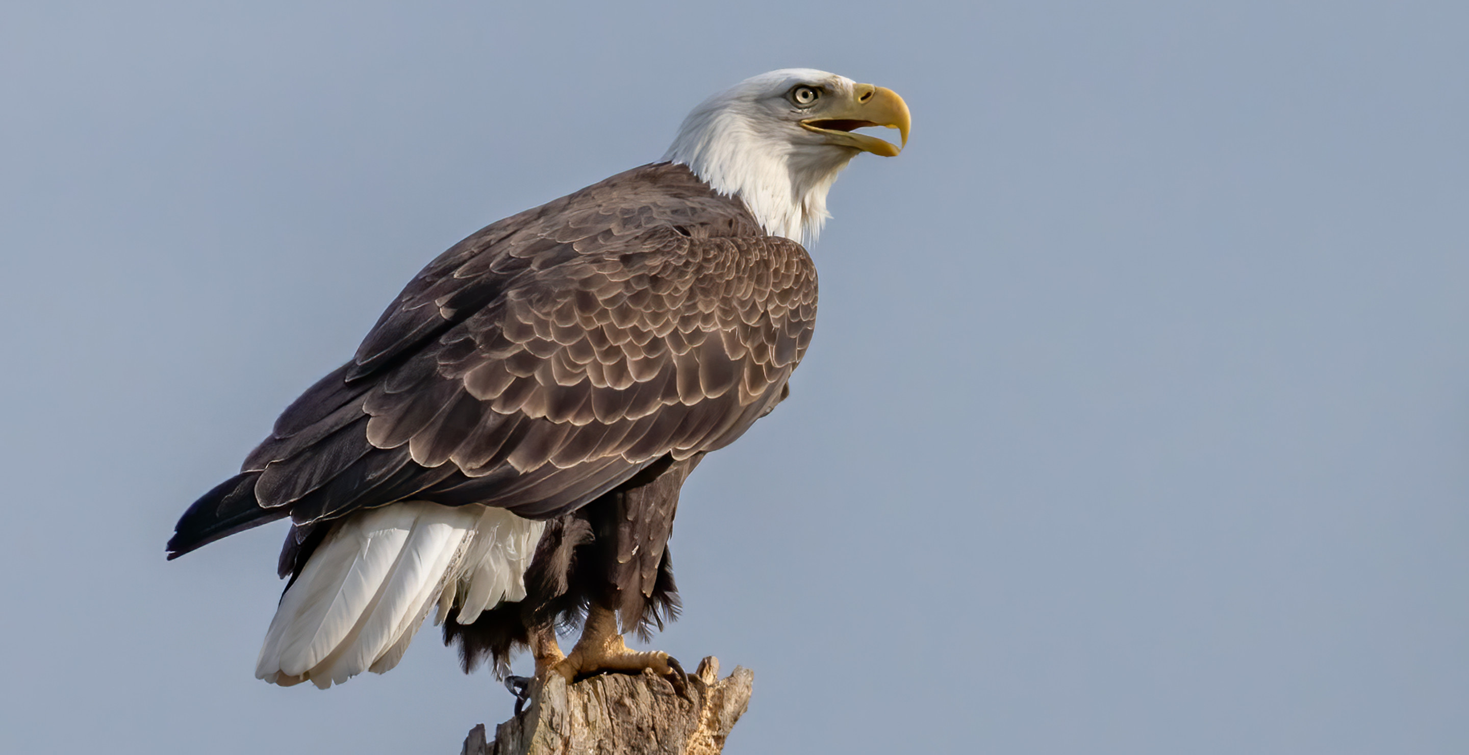 Experts Thought Bald Eagle Was Injured, Turns Out It Was Too Fat To Fly ...