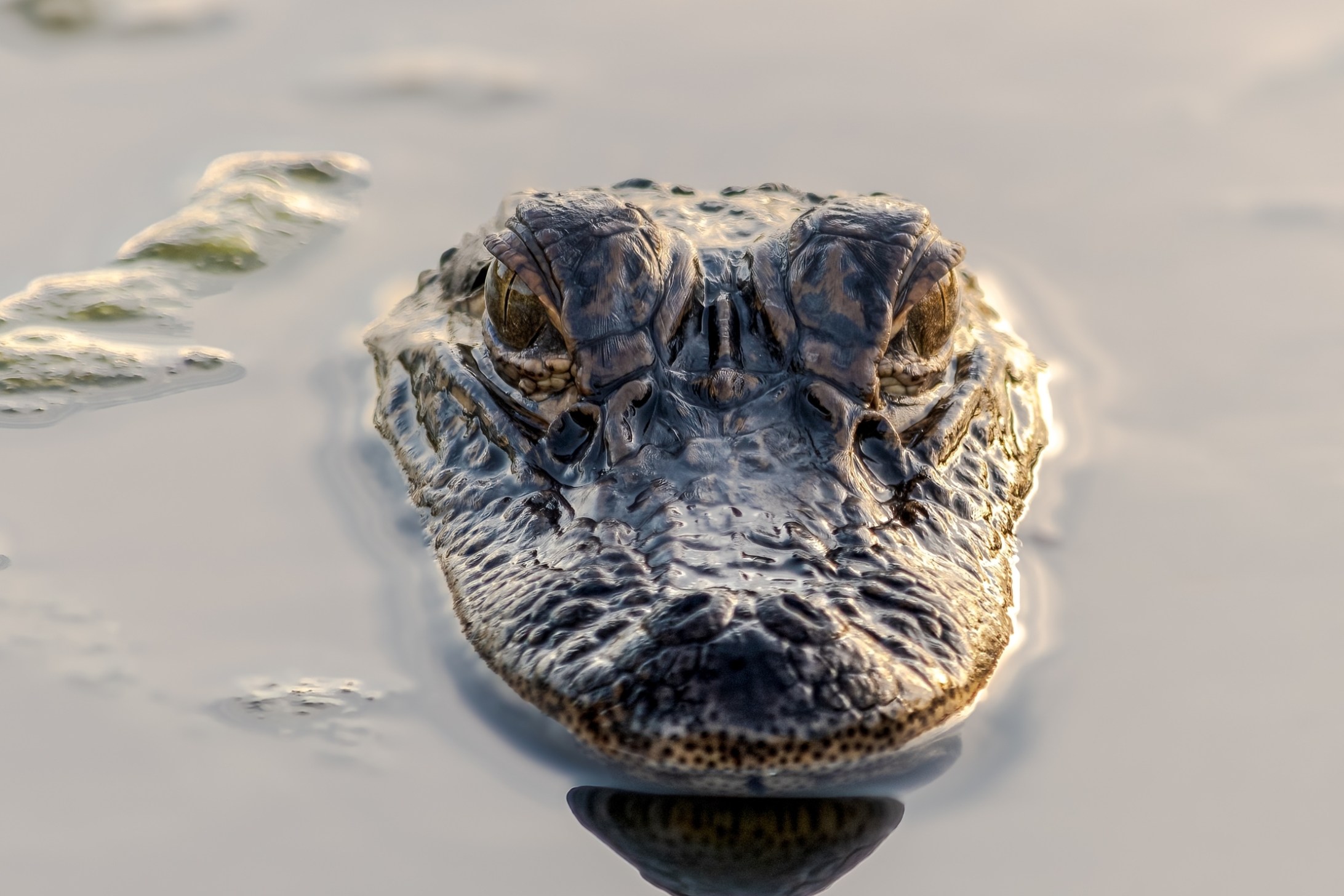 3 Things You Should Know About the Alligator Season Behind 'Swamp ...