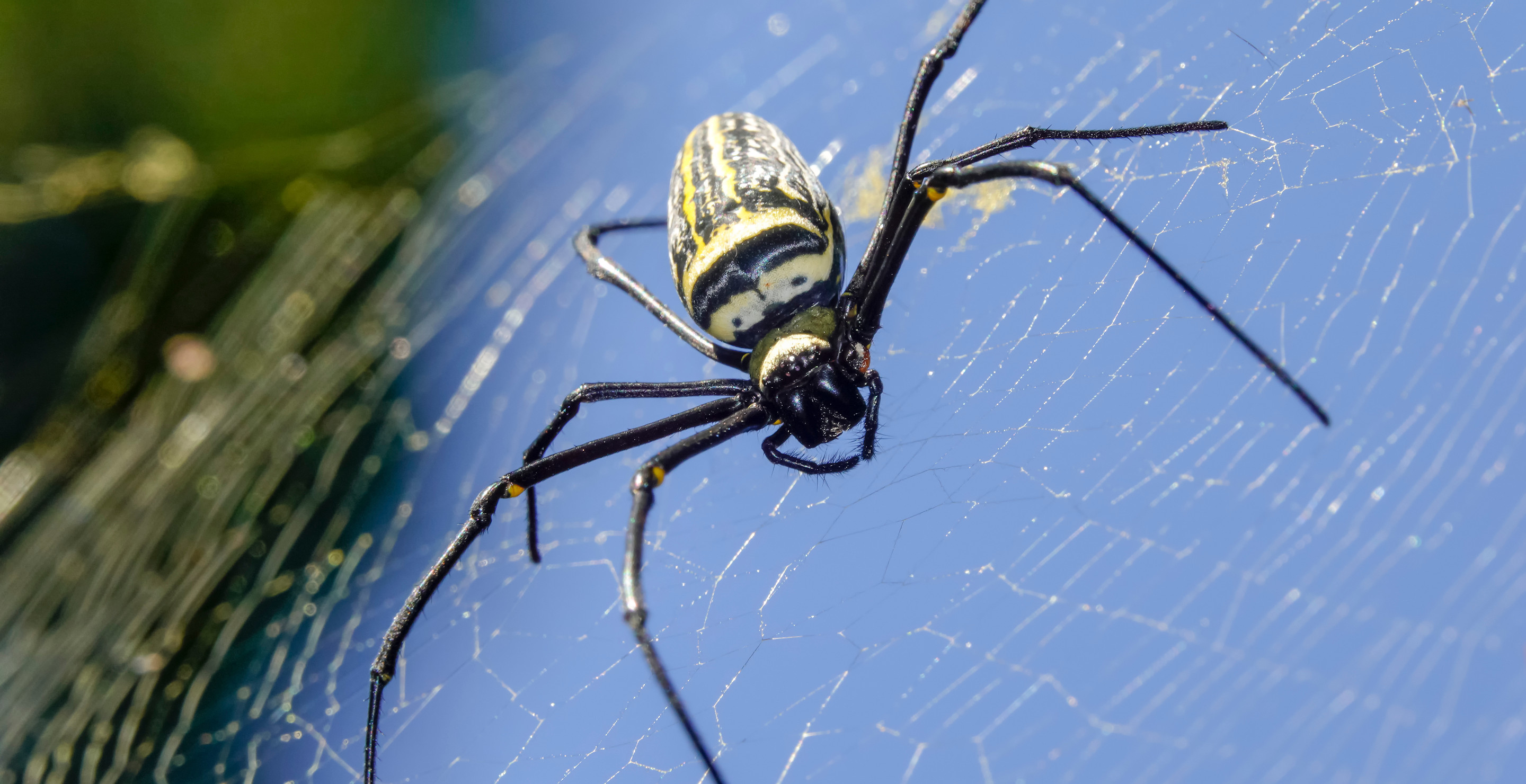 Giant Venomous Spiders Are Spreading Throughout The United States ...