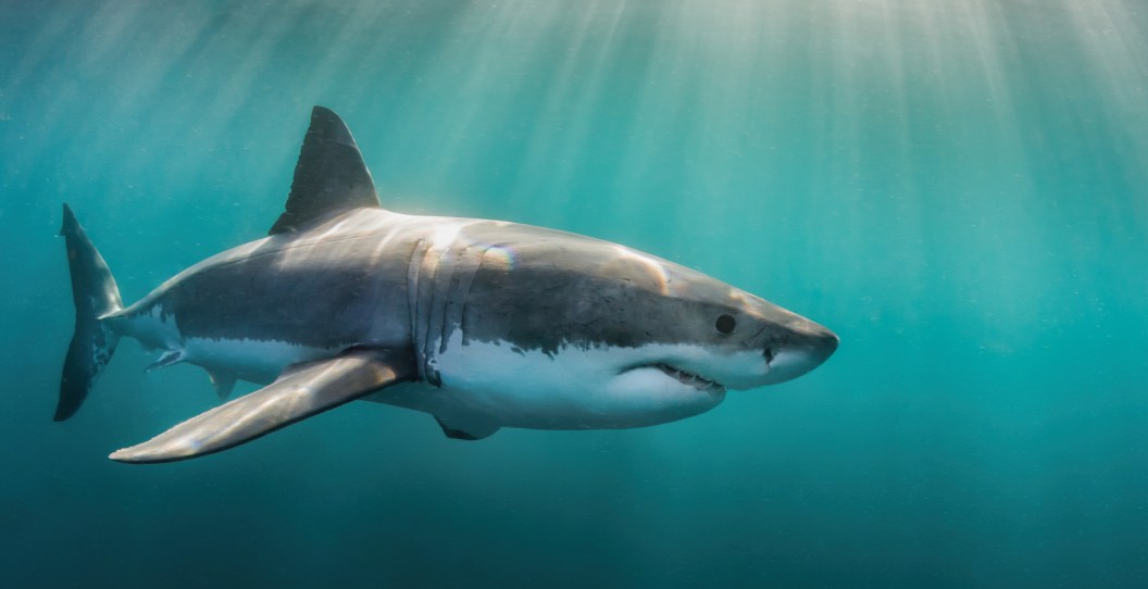 Kayaker Recalls Terrifying Close Encounter With Great White Shark - Wide Open Spaces