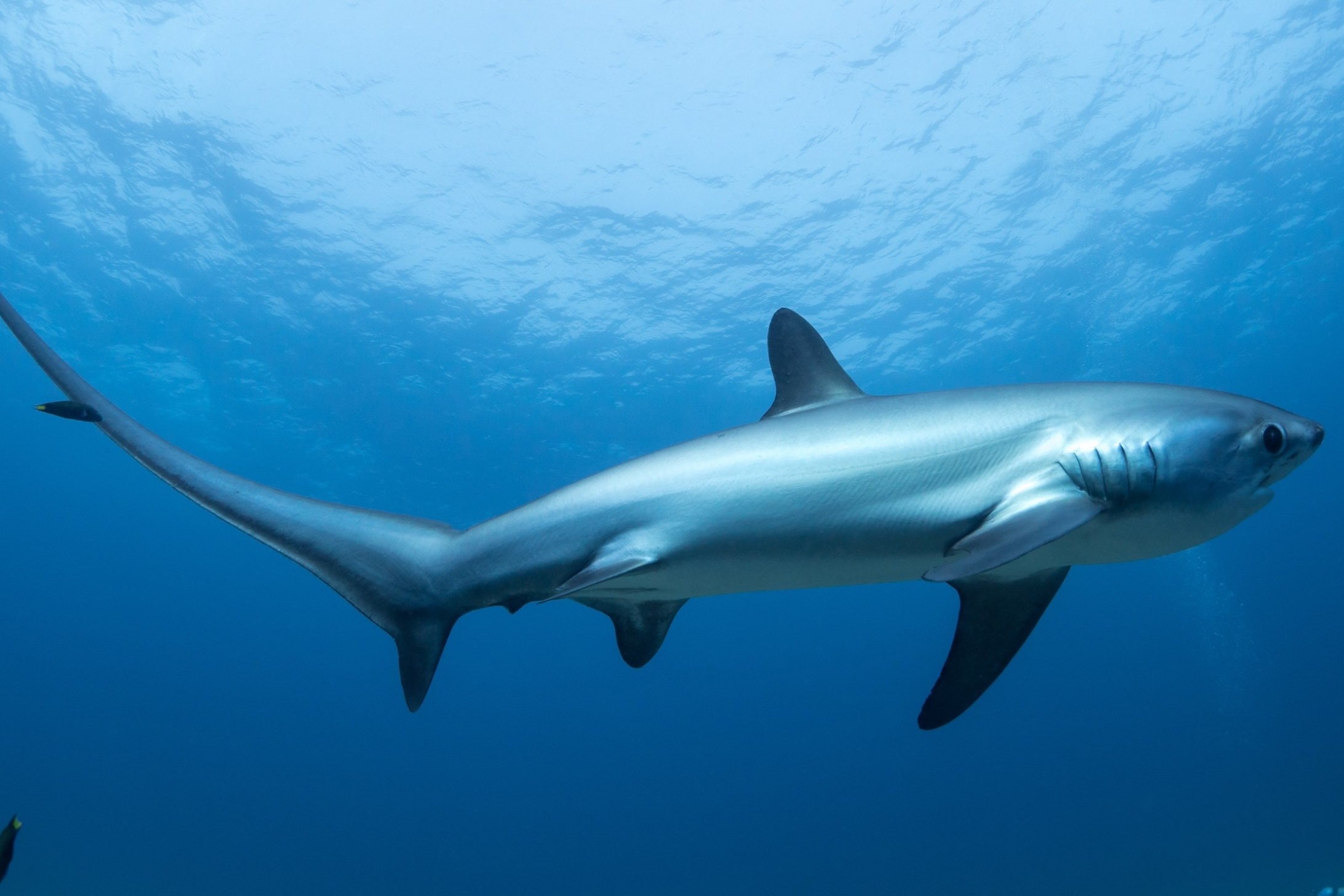 Discover The 10 Largest Living Sharks And How Dangerous They Are - Wide ...
