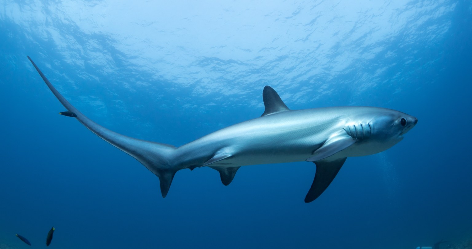 Massive Shark Washes On Shore At New York Beach - Wide Open Spaces