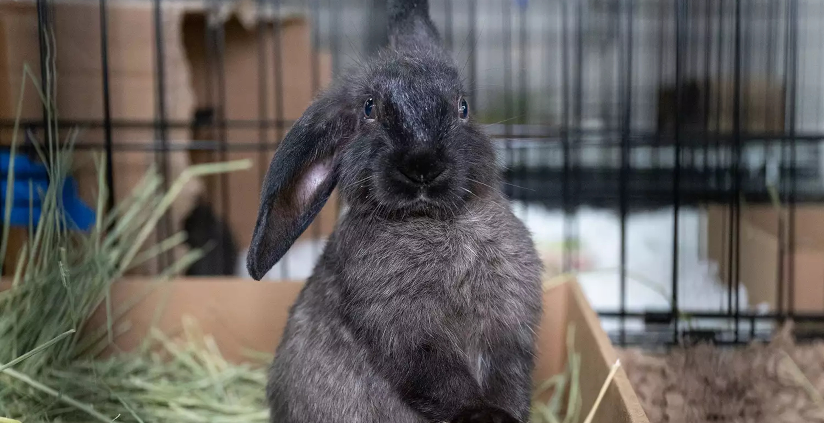 More Than 100 Rabbits Rescued From "Overwhelmed" Tennessee Home - Wide ...