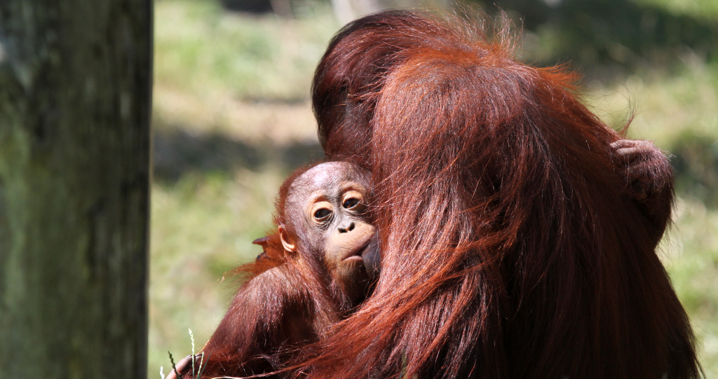 Moms Come Together To Teach Orangutan How To Breast Feed In ...
