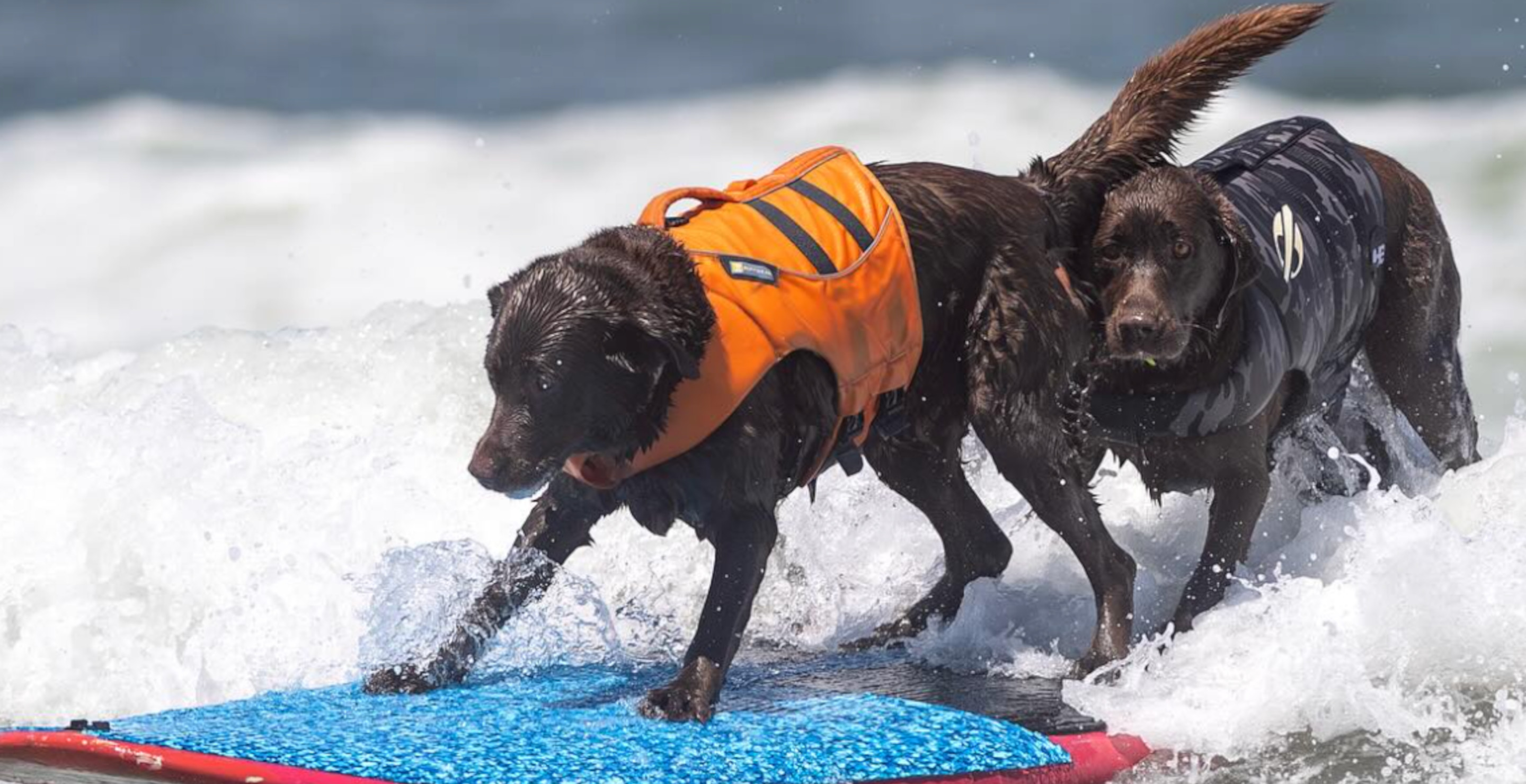 Rescue Dog Overcomes Cancer And Wins Surf Competition - Wide Open Spaces