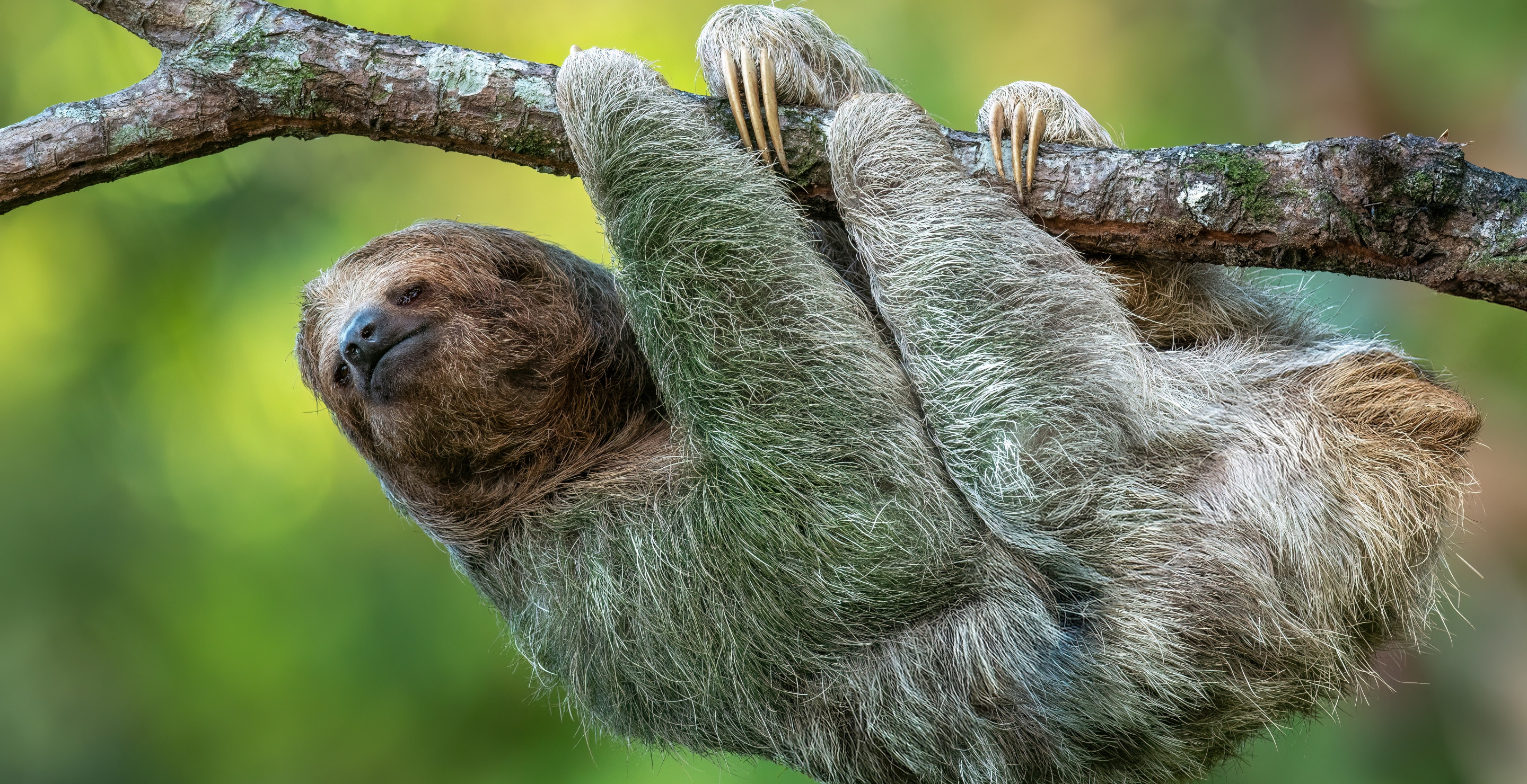 Sloth Fever Has Entered The U.S. With 21 People Infected — What You ...