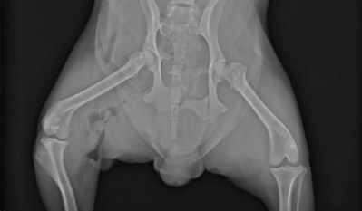 Yorkie Miraculously Survives Shark Attack In Florida - Wide Open Spaces