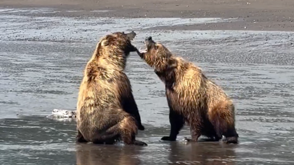 Video Captures Vicious Bear Fight Erupting Over Dead Fish - Wide Open ...