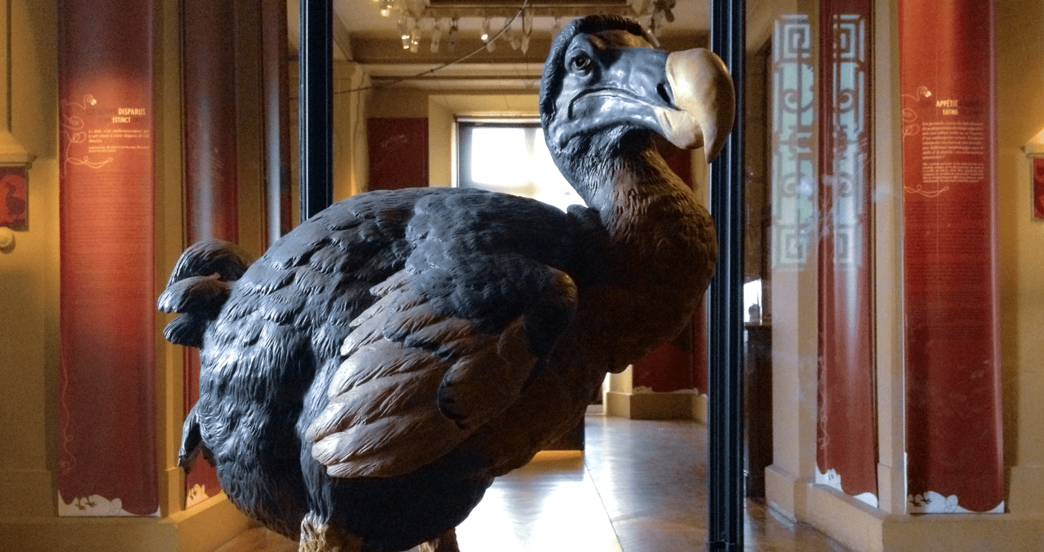 Could The Dodo Bird Return? Bioengineers Want To Resurrect It From ...