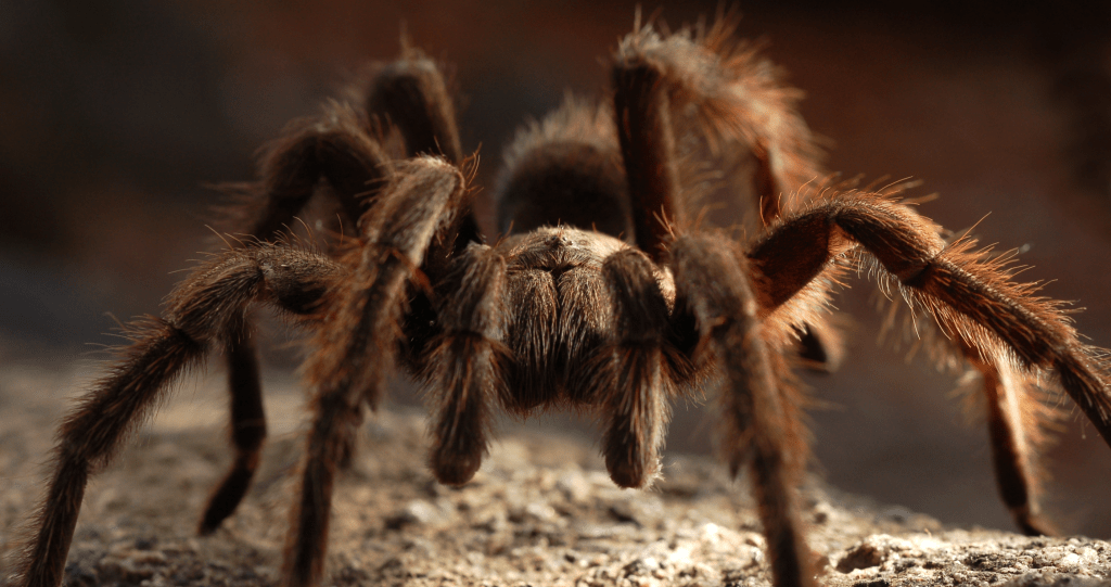 Thousands Of Tarantulas Descend On These Three States - Wide Open Spaces