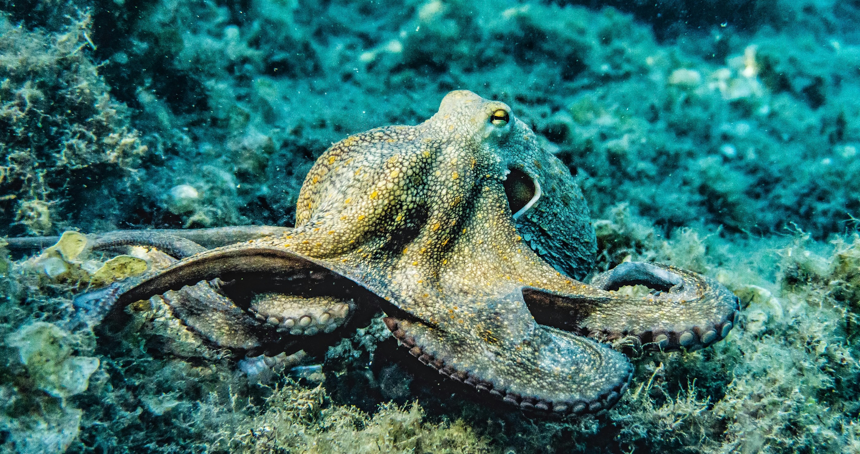 Octopus Tries To Eat Shark In Shocking Video - Wide Open Spaces