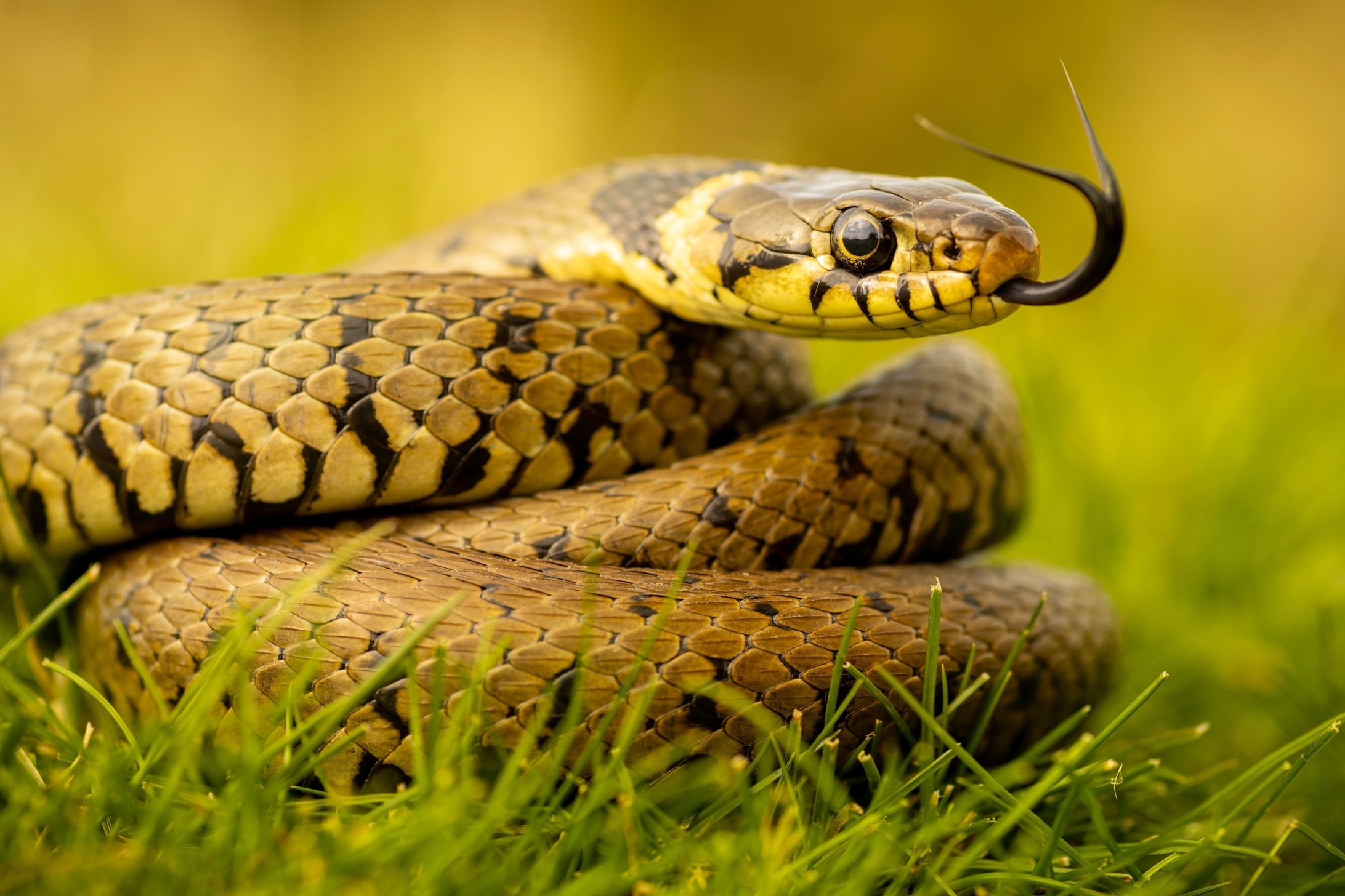 If You Smell This In Your Home, You Likely Have A Snake Hiding - Wide ...