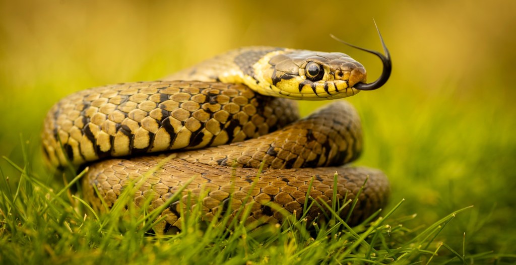 Snake Leave 11,000 Without Power After Touching Transformer - Wide Open ...