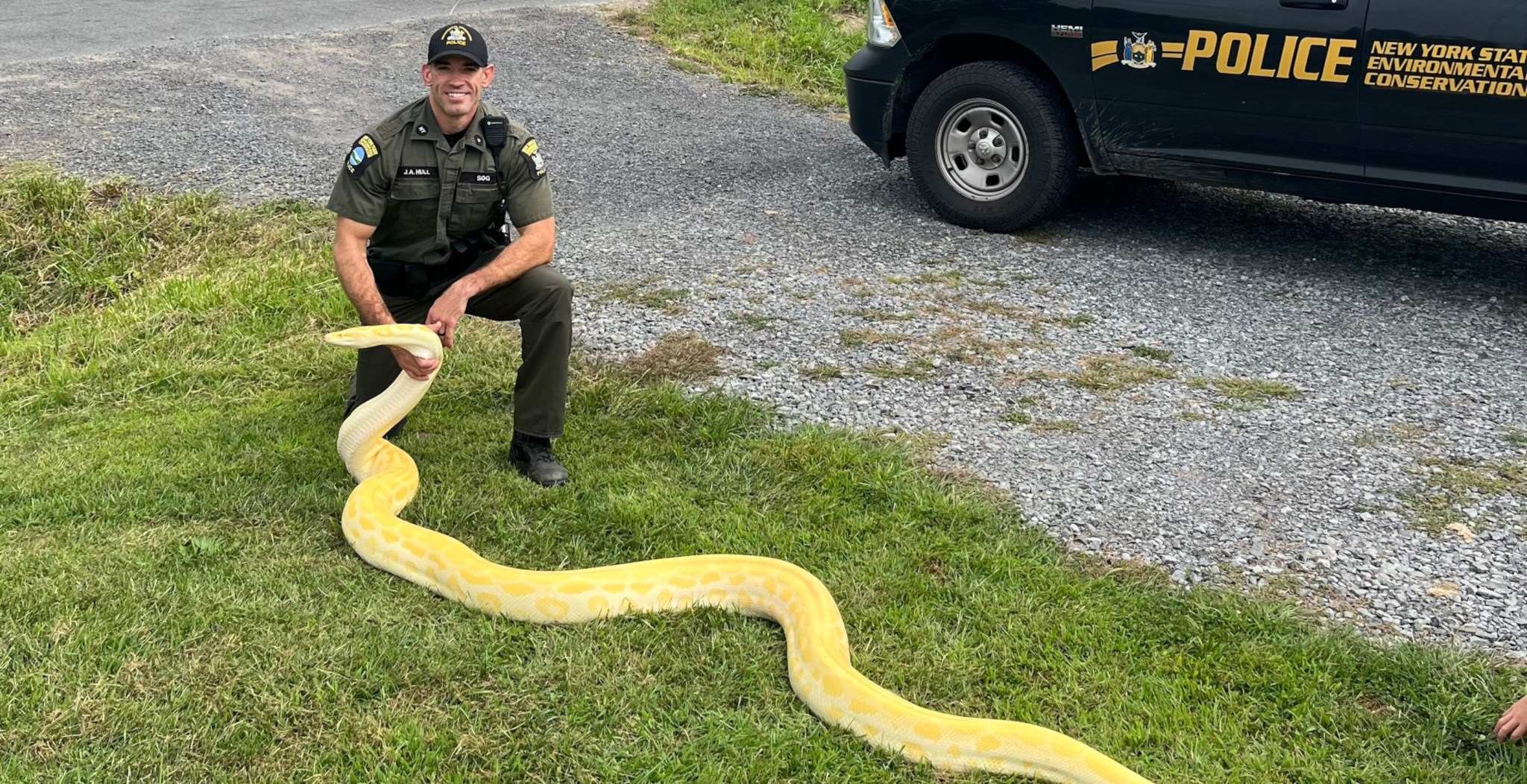 13-Foot Python Removed From Home After Overwhelmed Owner Shocked By How ...