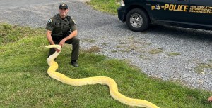 13-Foot Python Removed From Home After Overwhelmed Owner Shocked By How ...