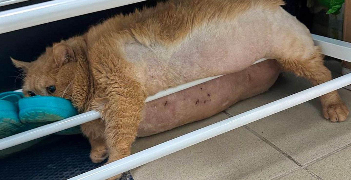 38-Pound Rescue Cat Crumbs Gets Stuck While Trying To Escape Fat Camp ...