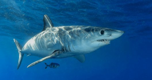 Large 8-Foot Shark Eaten By Even Bigger Predator Has Scientists Shaken - Wide Open Spaces
