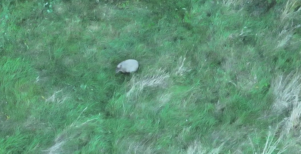 After Escaping From Zoo, Capybara Is Living Her Best Life In Wild ...