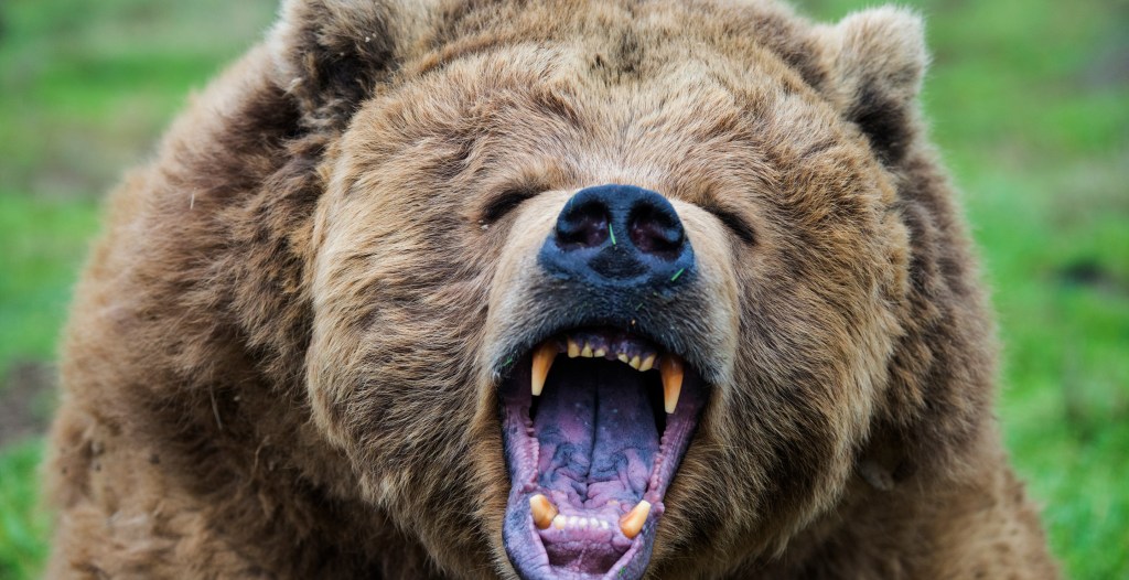 Grizzly Caught Eating Bison Brains On Camera In Rare Moment - Wide Open ...