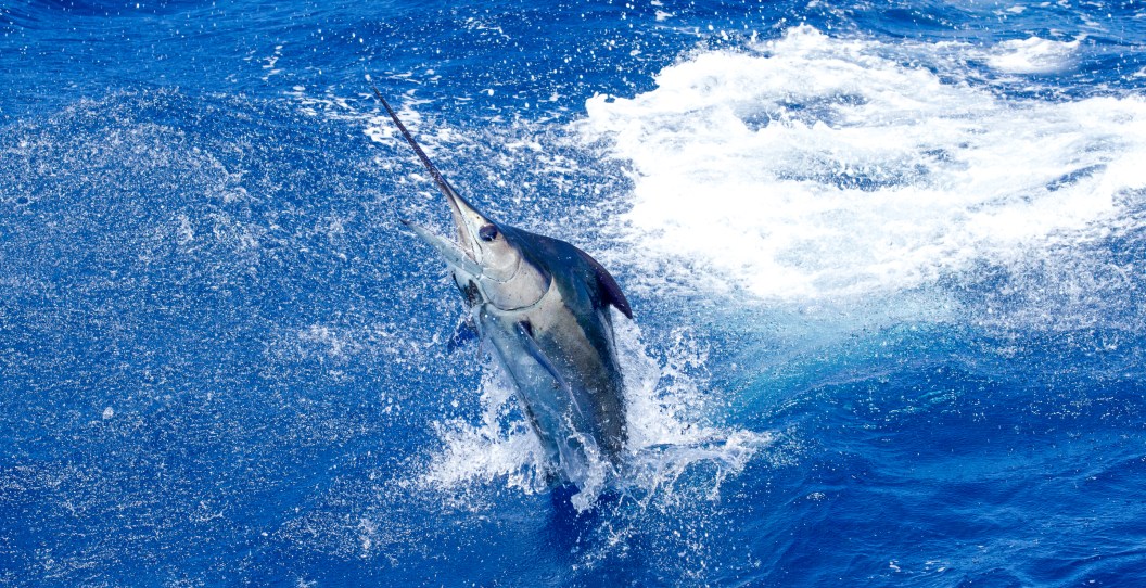 Fisherman Just Won More Than $1 Million For Massive Marlin Catch - Wide ...