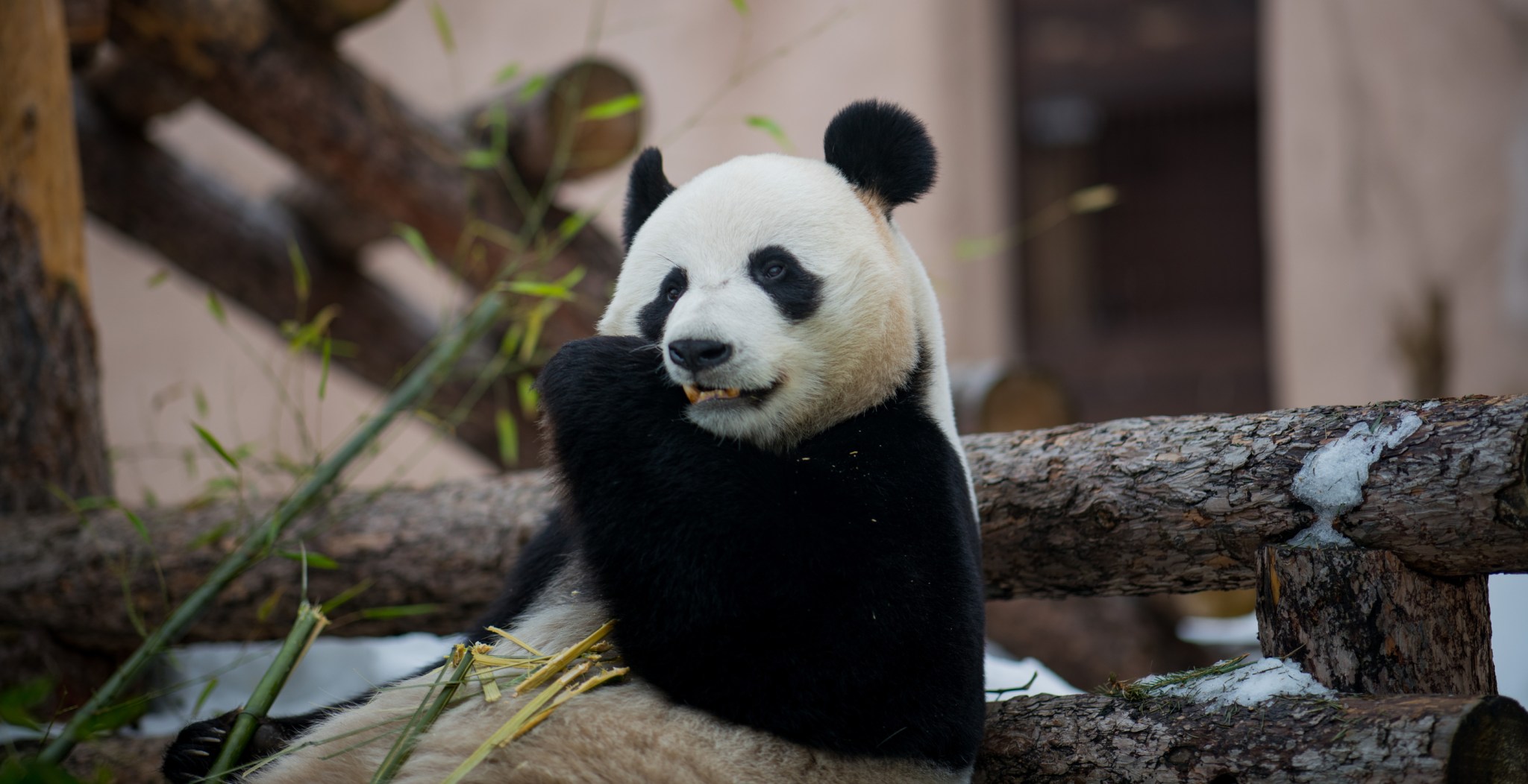 Furious Visitors Call Out Zoo For Painting Dogs To Look Like Pandas In ...