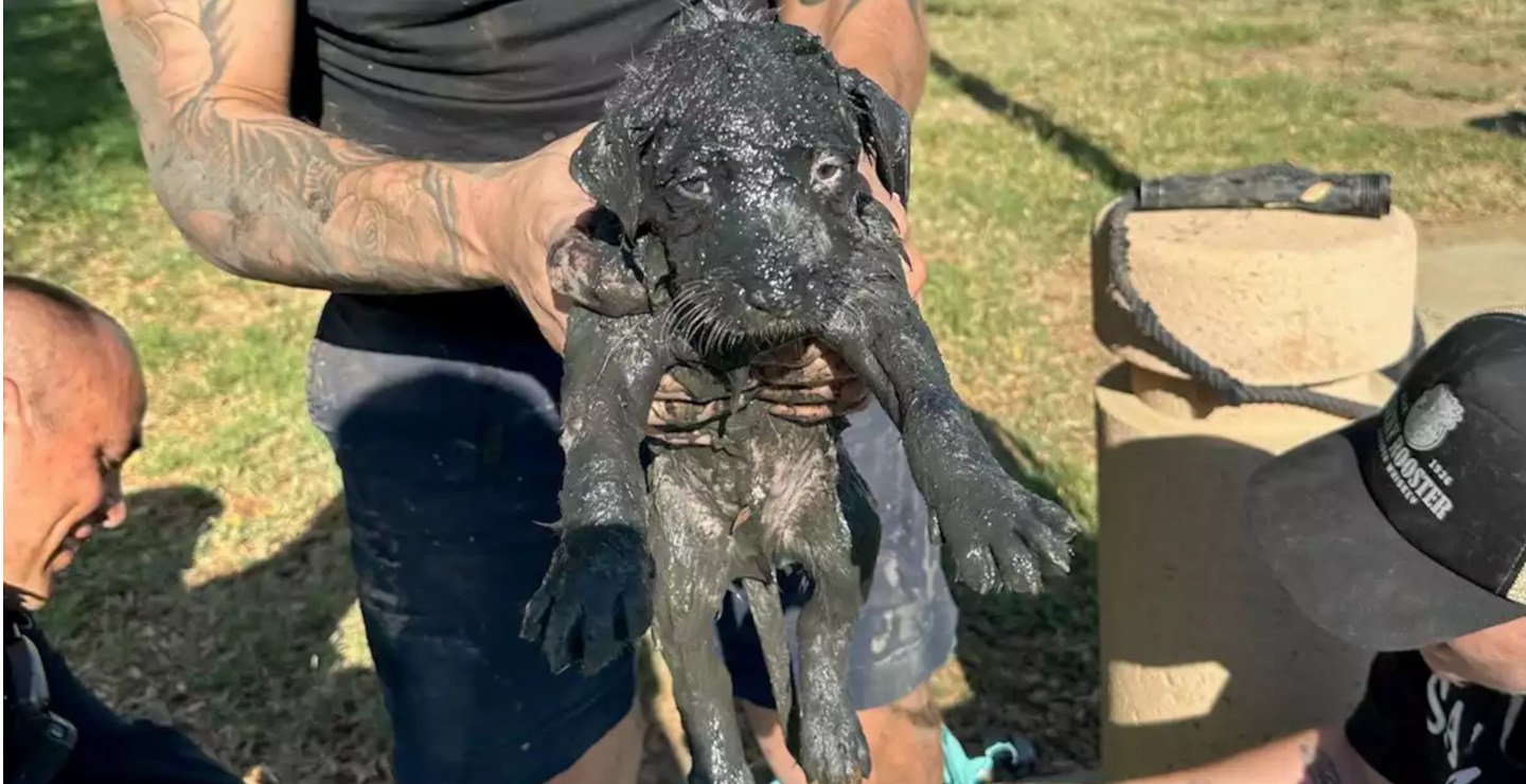 Rescue Dog Makes Dramatic Transformation After Getting Rescued From ...