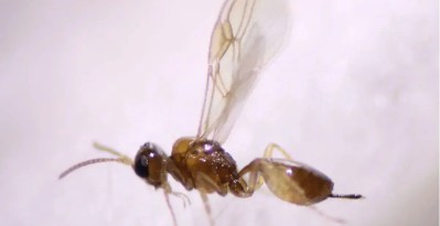 Researchers Discover New Species Of Wasp, And It's Horrific - Wide Open ...
