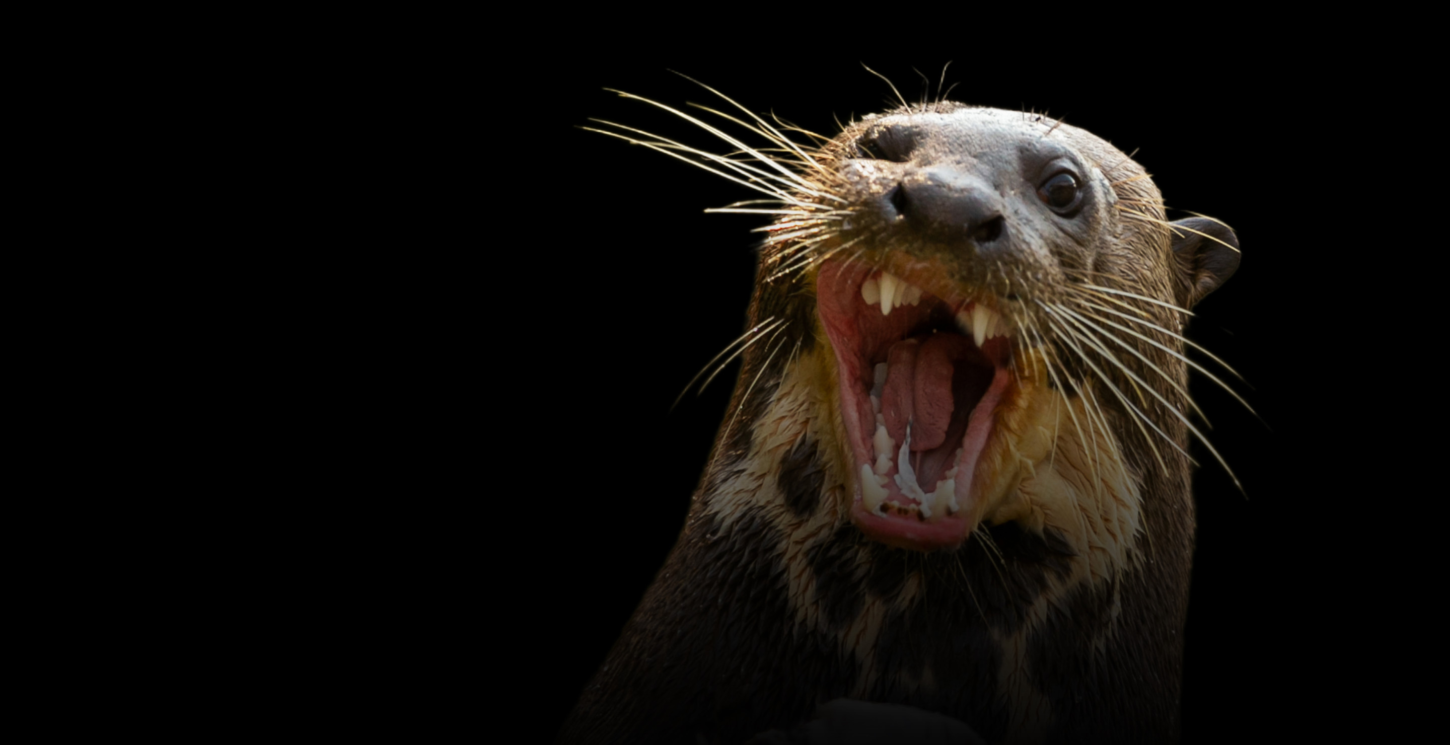 River Otter Attacks And Drags Child Underwater In Terrifying Encounter ...