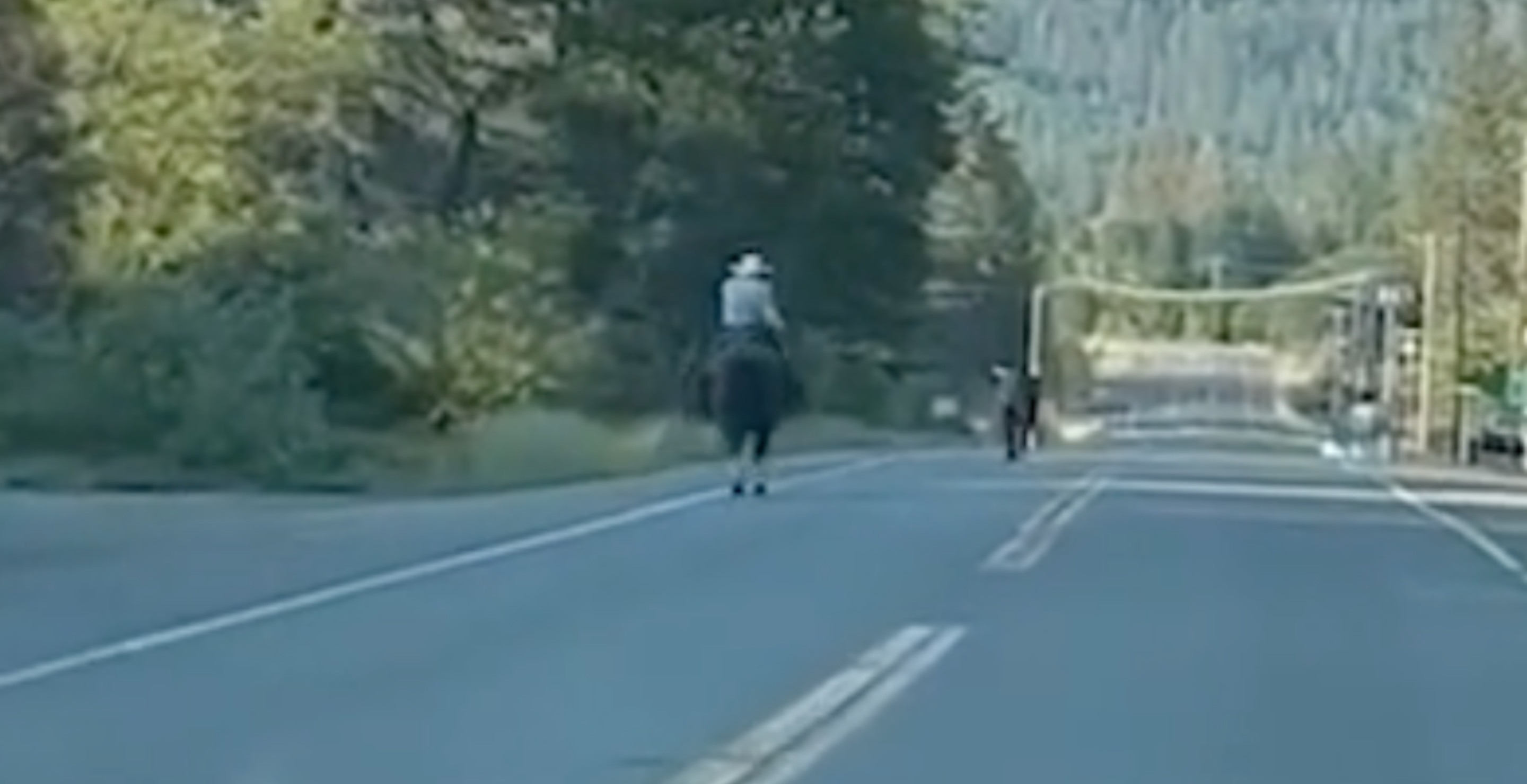 Runaway Bull Leads Massachusetts Police On Tense Highway Chase - Wide ...