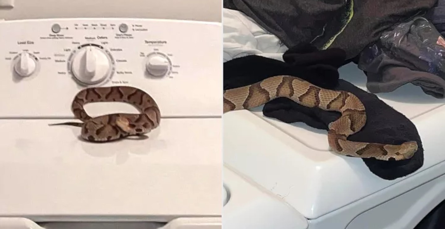 Startled Man Find Venomous Copperhead In Washing Machine, Barely Avoids ...