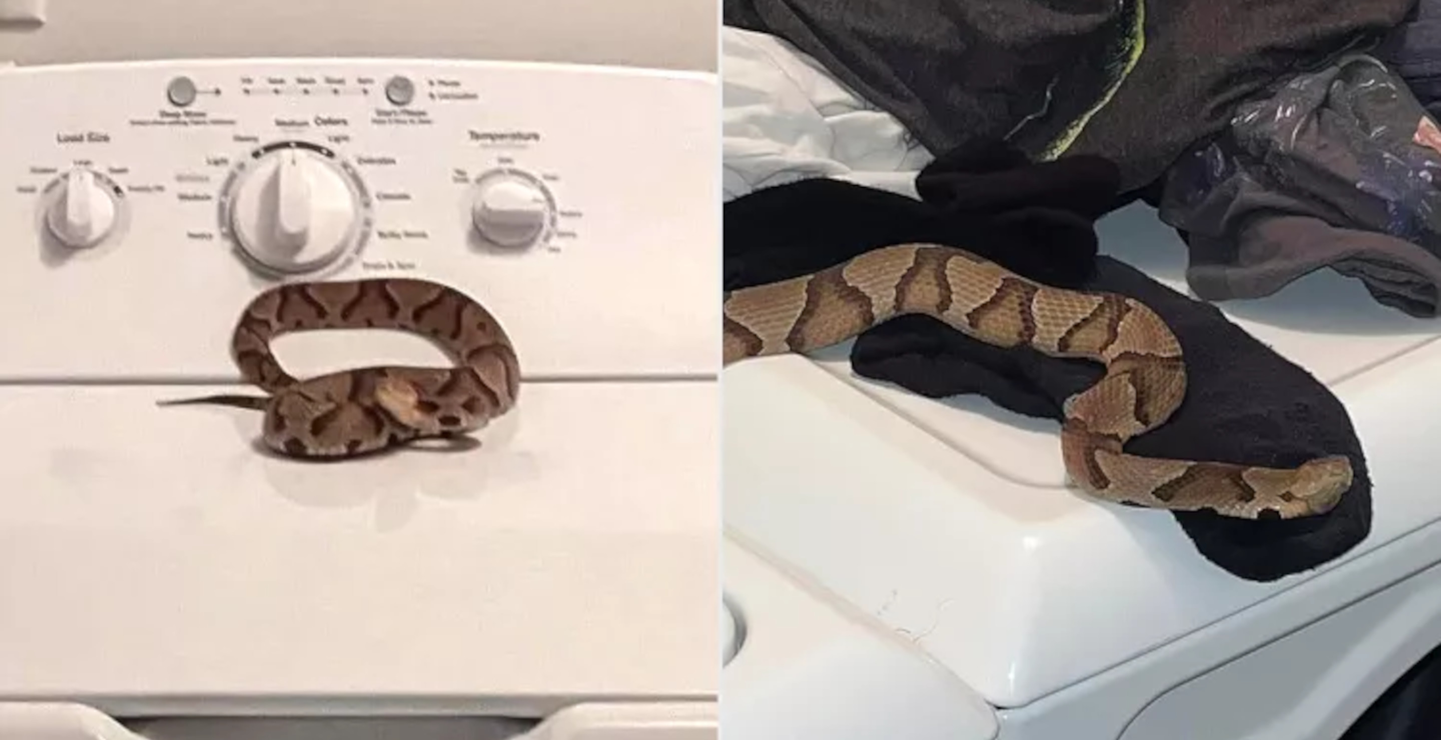Startled Man Find Venomous Copperhead In Washing Machine, Barely Avoids ...