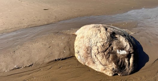 Weird Alien-Like Fish Washes Up On Shore On Oregon Beach - Wide Open Spaces