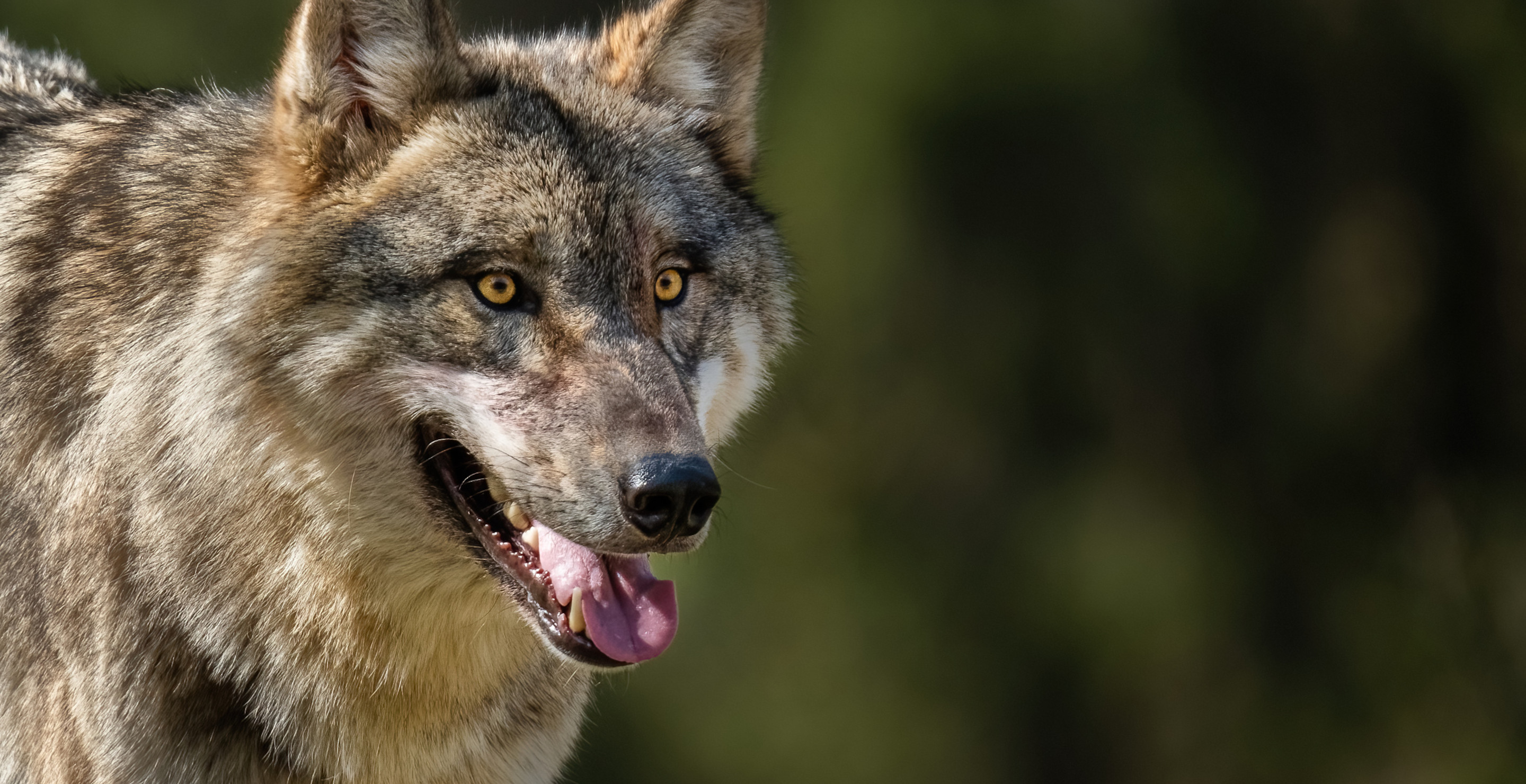 Wisconsin Duck Hunter Under Investigation For Killing Wolf - Wide Open ...