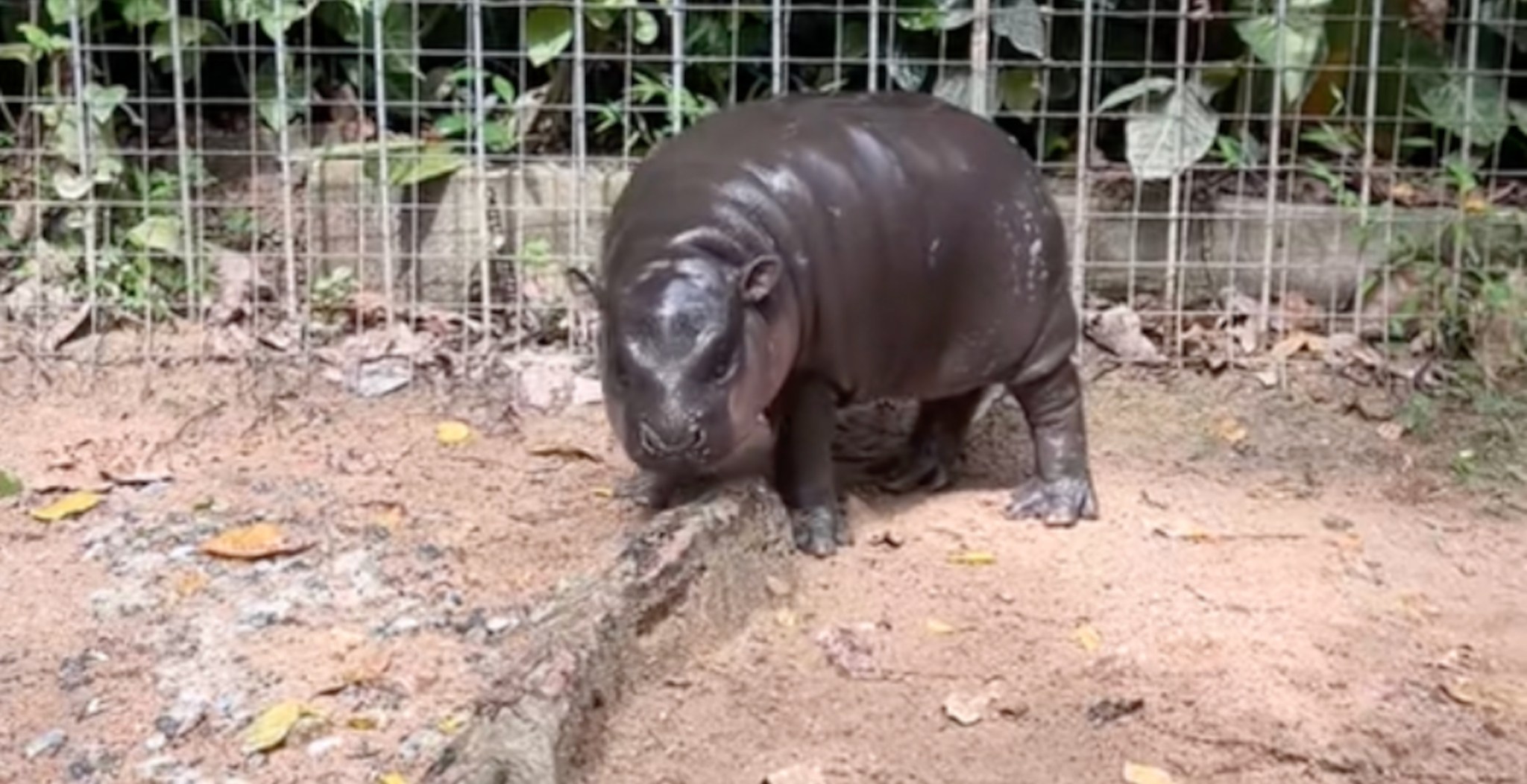 Zoo Visitors Abuse Adorable Viral Baby Hippo In An Attempt To Wake It ...