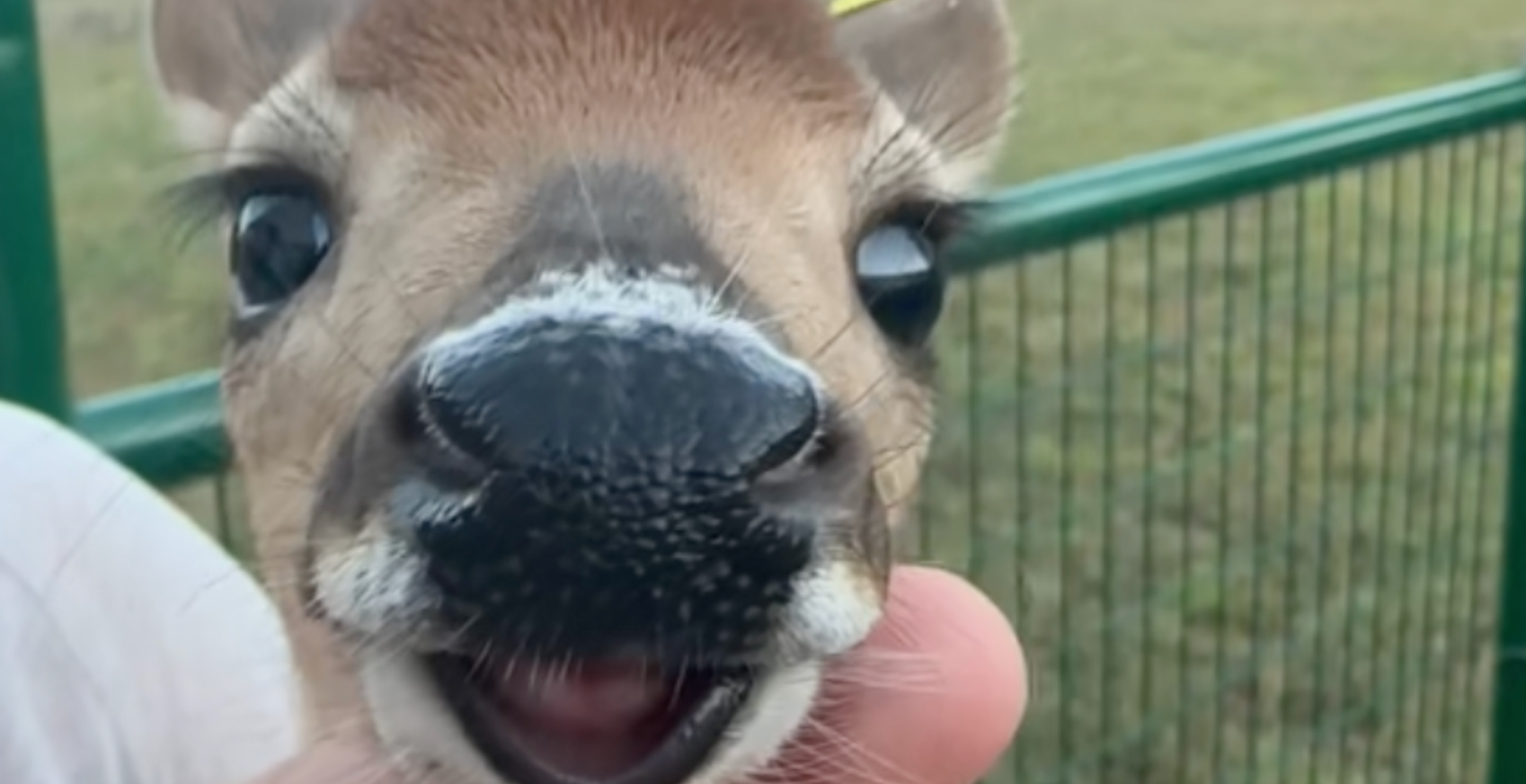 Betsy The Singing Deer Is Your Daily Dose Of Cuteness: See Video - Wide ...