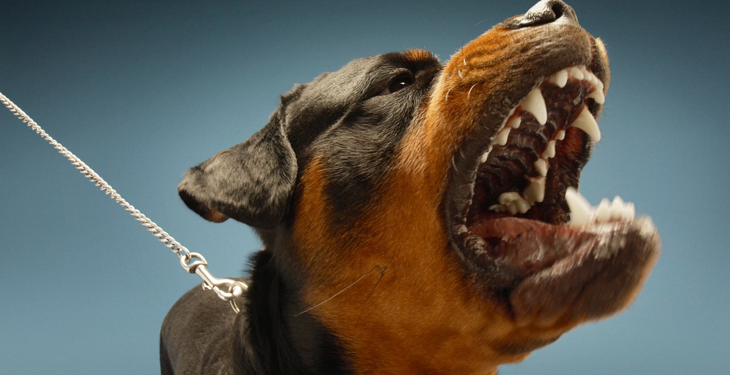 1-Month-Old Baby Dies After Being Mauled By Family Dog - Wide Open Spaces