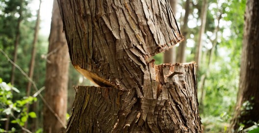 12-Year-Old Injured After A Large Tree Branch Falls On Her During Storm ...