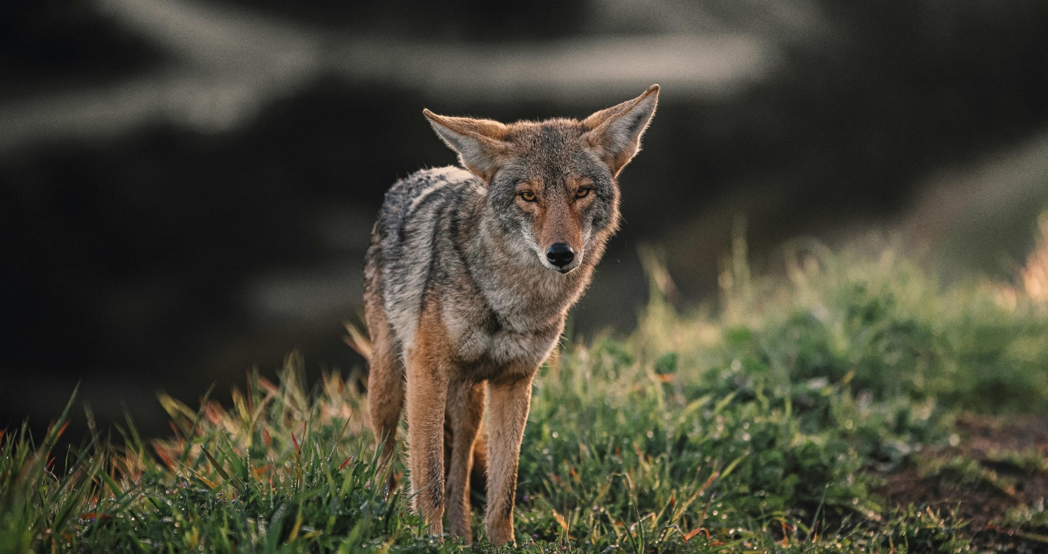 Multiple Coyotes Spotted in Central Park - Wide Open Spaces