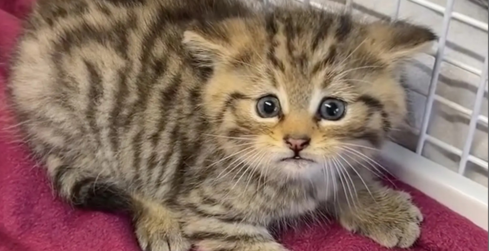 Adorable But Vicious Wildcat Is Angry After Being Mistaken For An ...