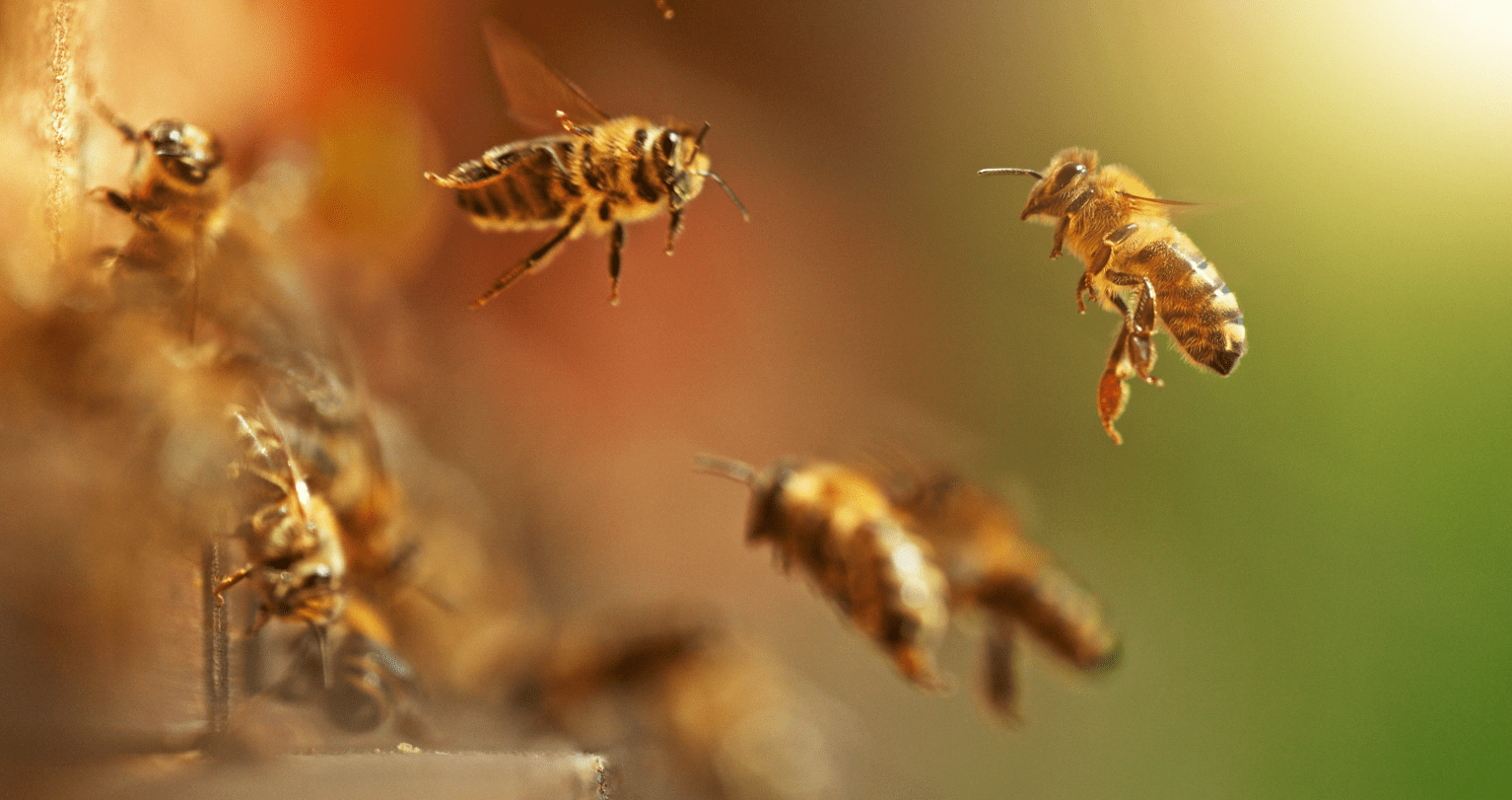 Father And Daughter Die After She Drives Truck Into A Beehive Causing ...
